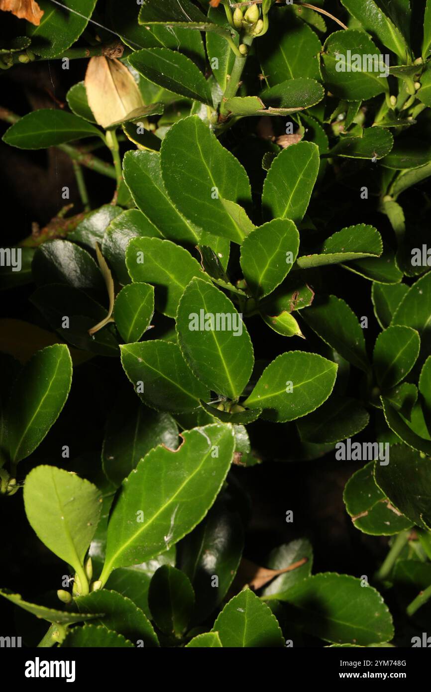 Japanese spindle tree (Euonymus japonicus Stock Photo - Alamy