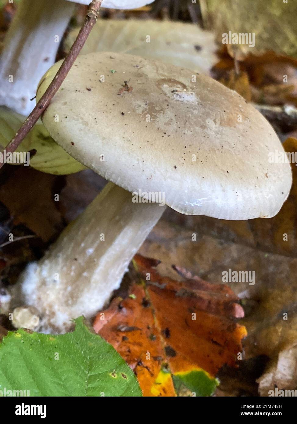 Cloudy Clitocybe (Clitocybe nebularis Stock Photo - Alamy