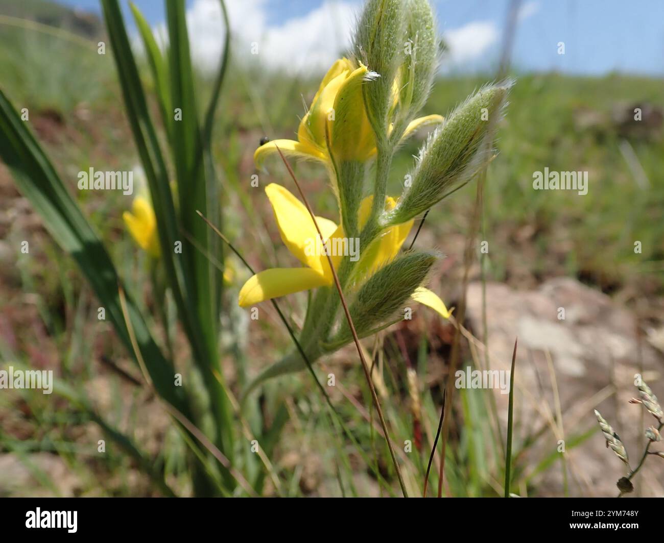 Stargrass hi-res stock photography and images - Alamy