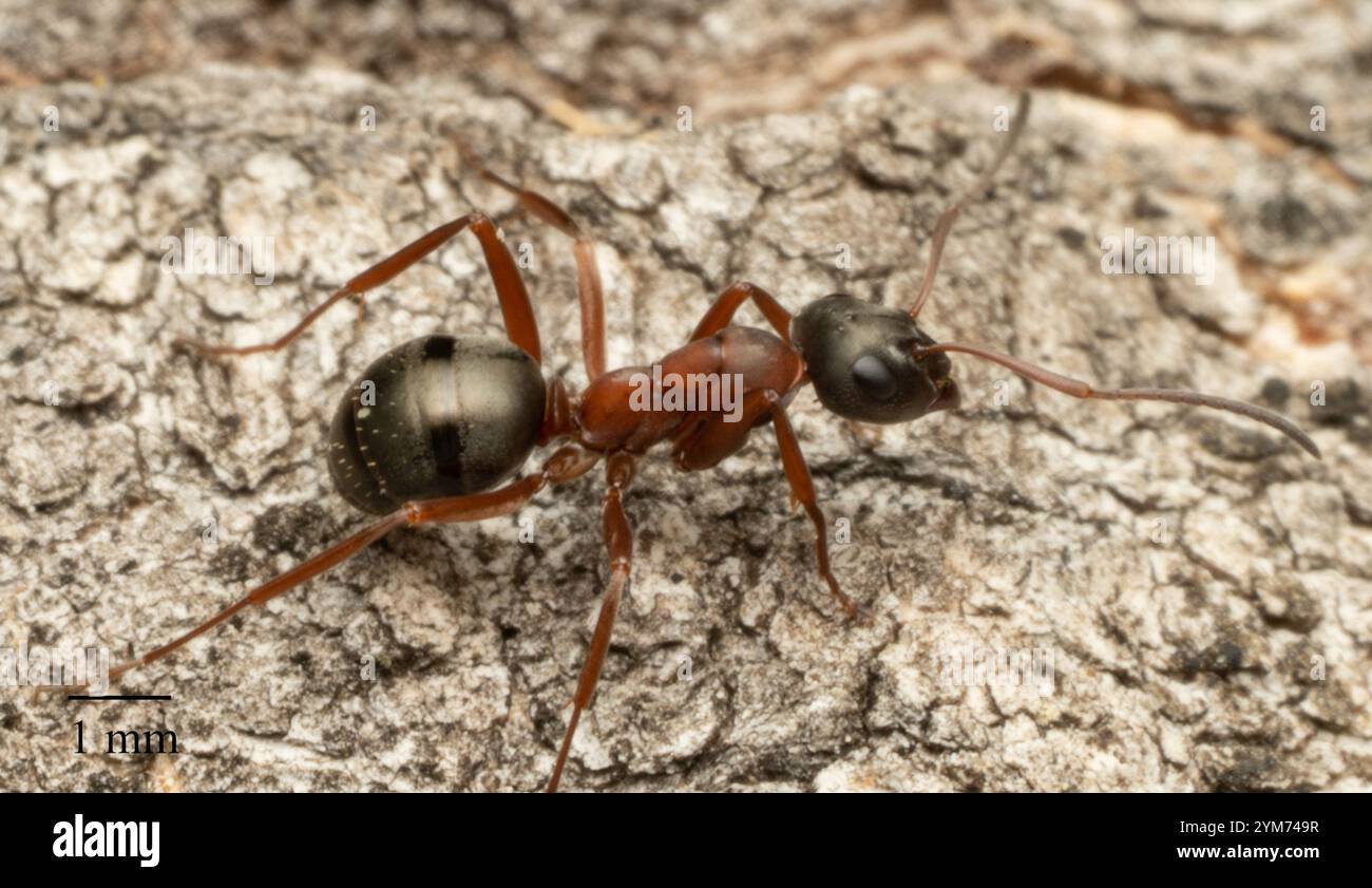 fusca-group Field Ants and Allies (Formica fusca Stock Photo - Alamy