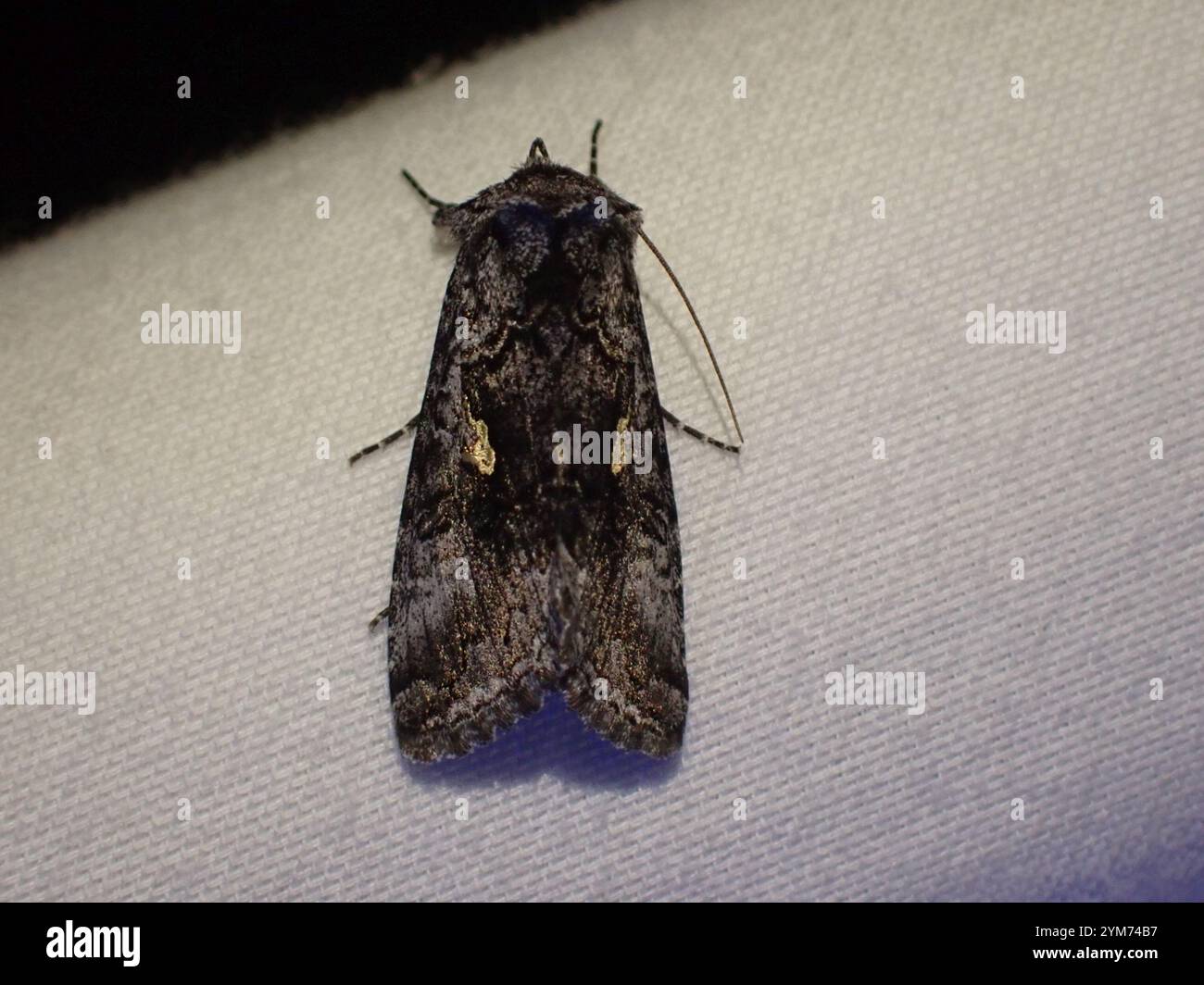 Plusiine Looper Moths (Plusiinae Stock Photo - Alamy