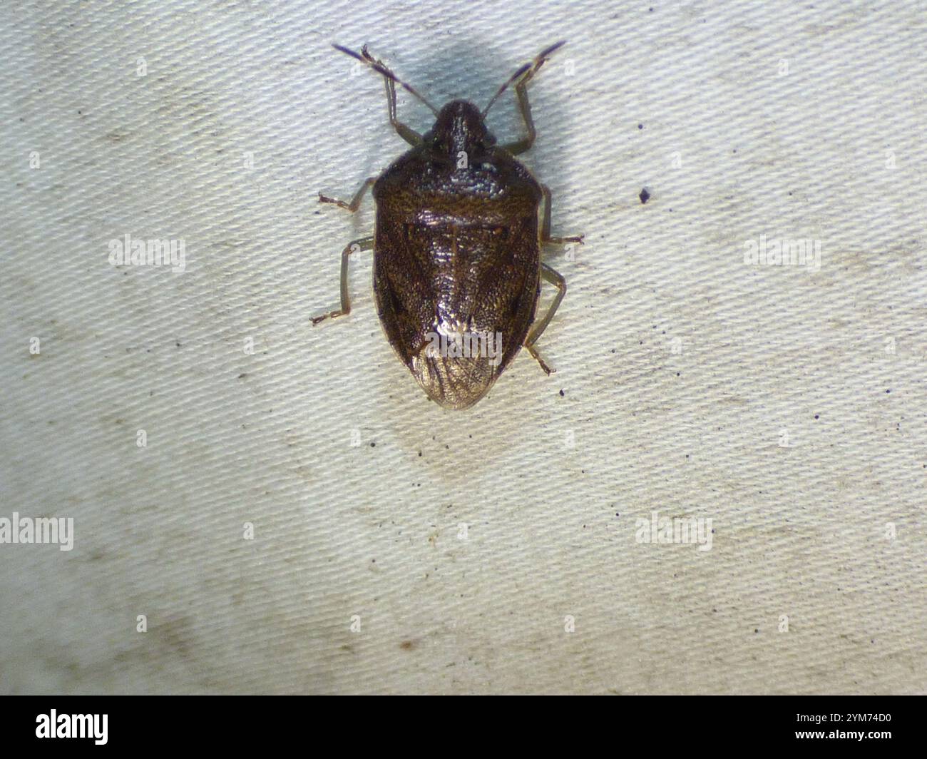 Stink Bugs (Pentatomidae Stock Photo - Alamy