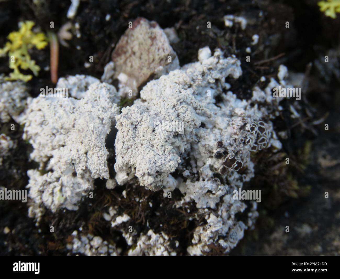 common lichens (Lecanoromycetes Stock Photo - Alamy