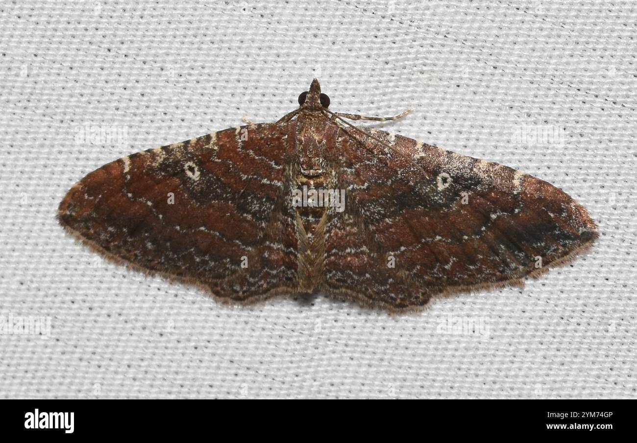 Gem Moth (Orthonama obstipata Stock Photo - Alamy