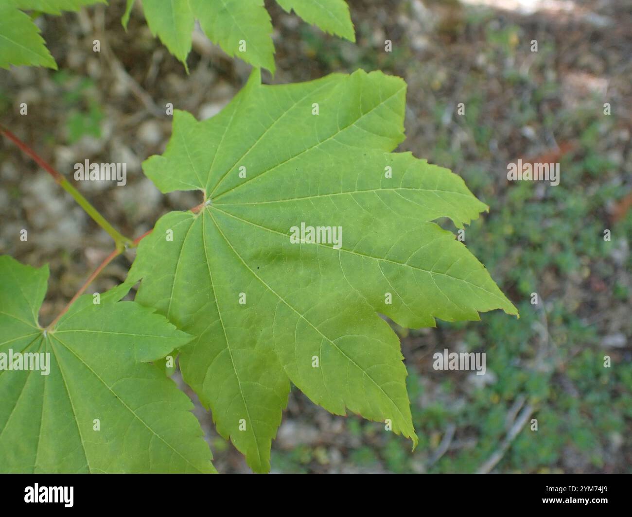 Vine Maple (Acer circinatum Stock Photo - Alamy
