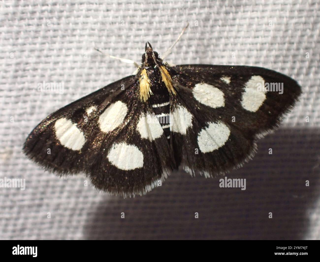 White spotted sable hi-res stock photography and images - Alamy
