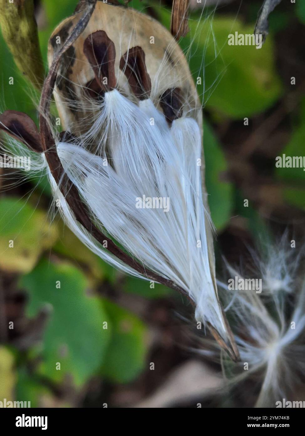 dog-strangling vines (Vincetoxicum Stock Photo - Alamy