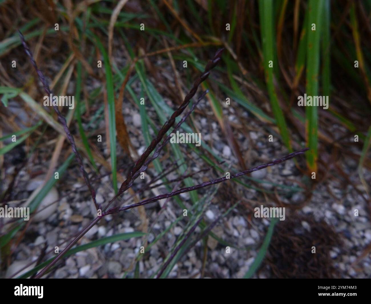 Hairy Crabgrass (Digitaria sanguinalis Stock Photo - Alamy
