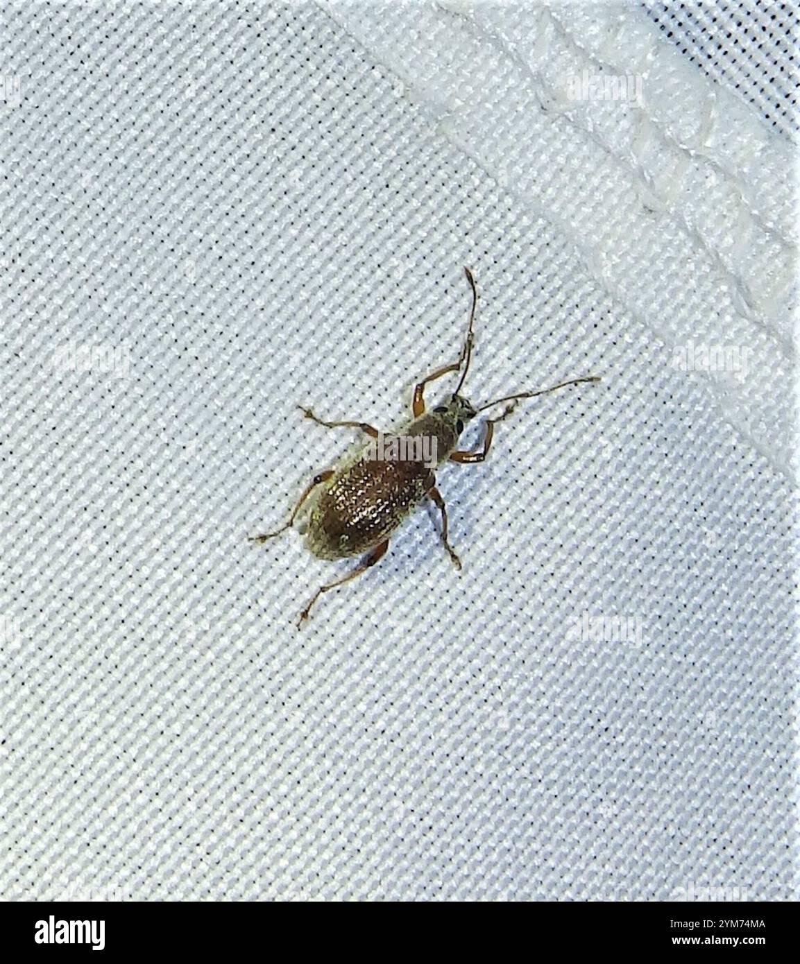 Asian oak weevil hi-res stock photography and images - Alamy