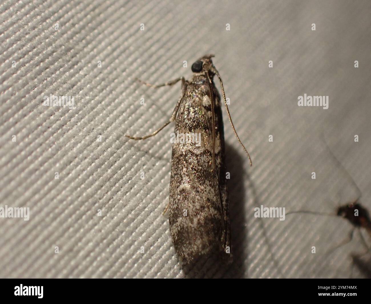 Coneworm hi-res stock photography and images - Alamy