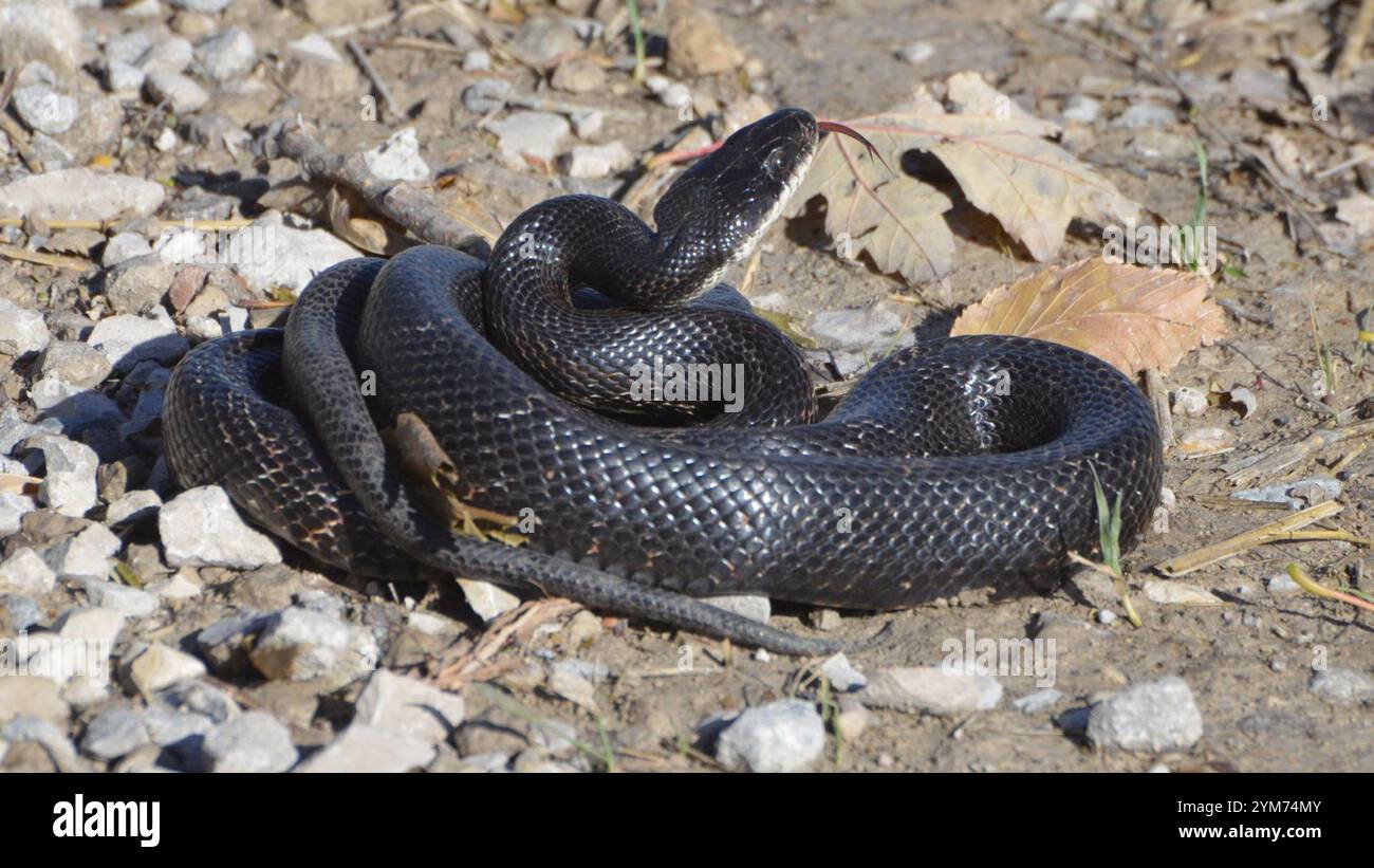 Western Ratsnake (Pantherophis obsoletus Stock Photo - Alamy