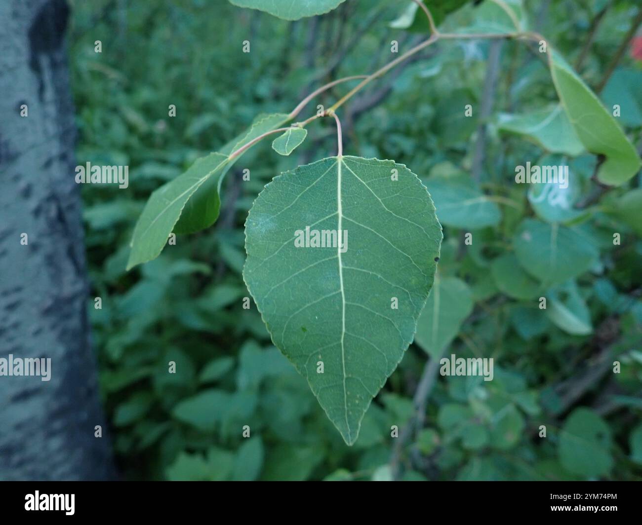 trembling aspen (Populus tremuloides Stock Photo - Alamy
