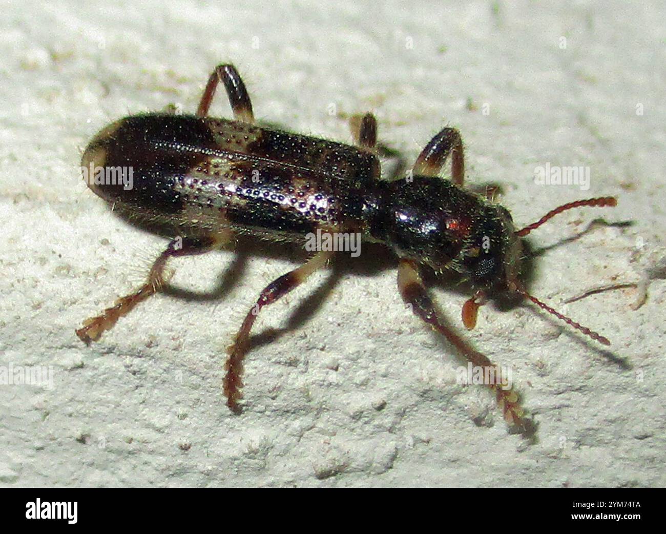 Checkered Beetles (Cleridae Stock Photo - Alamy