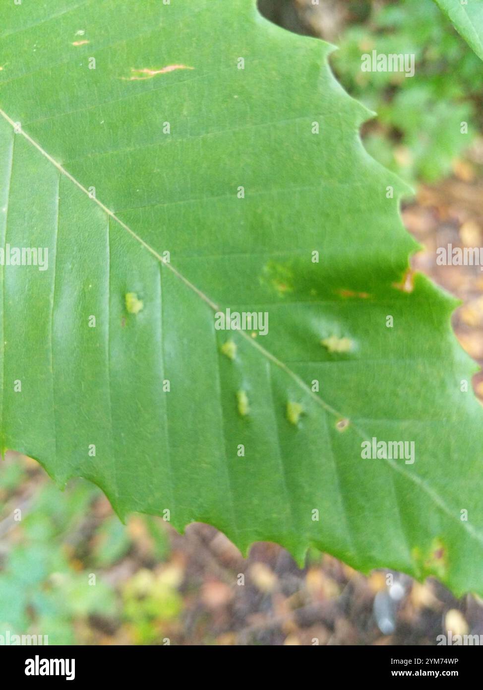 beech erineum mite (Acalitus ferrugineum Stock Photo - Alamy
