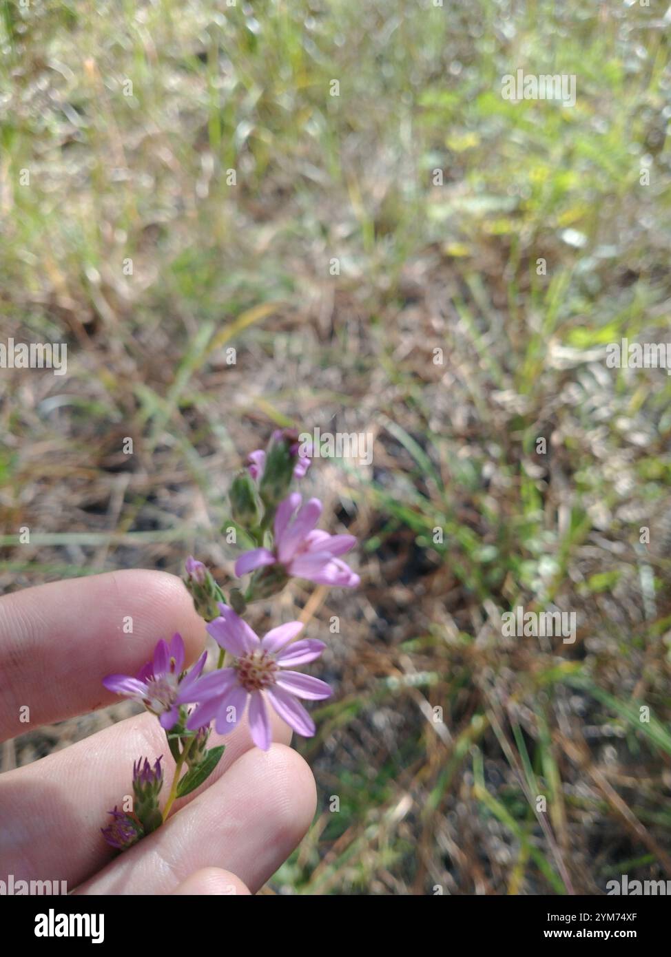 Eastern Silver Aster (Symphyotrichum concolor Stock Photo - Alamy