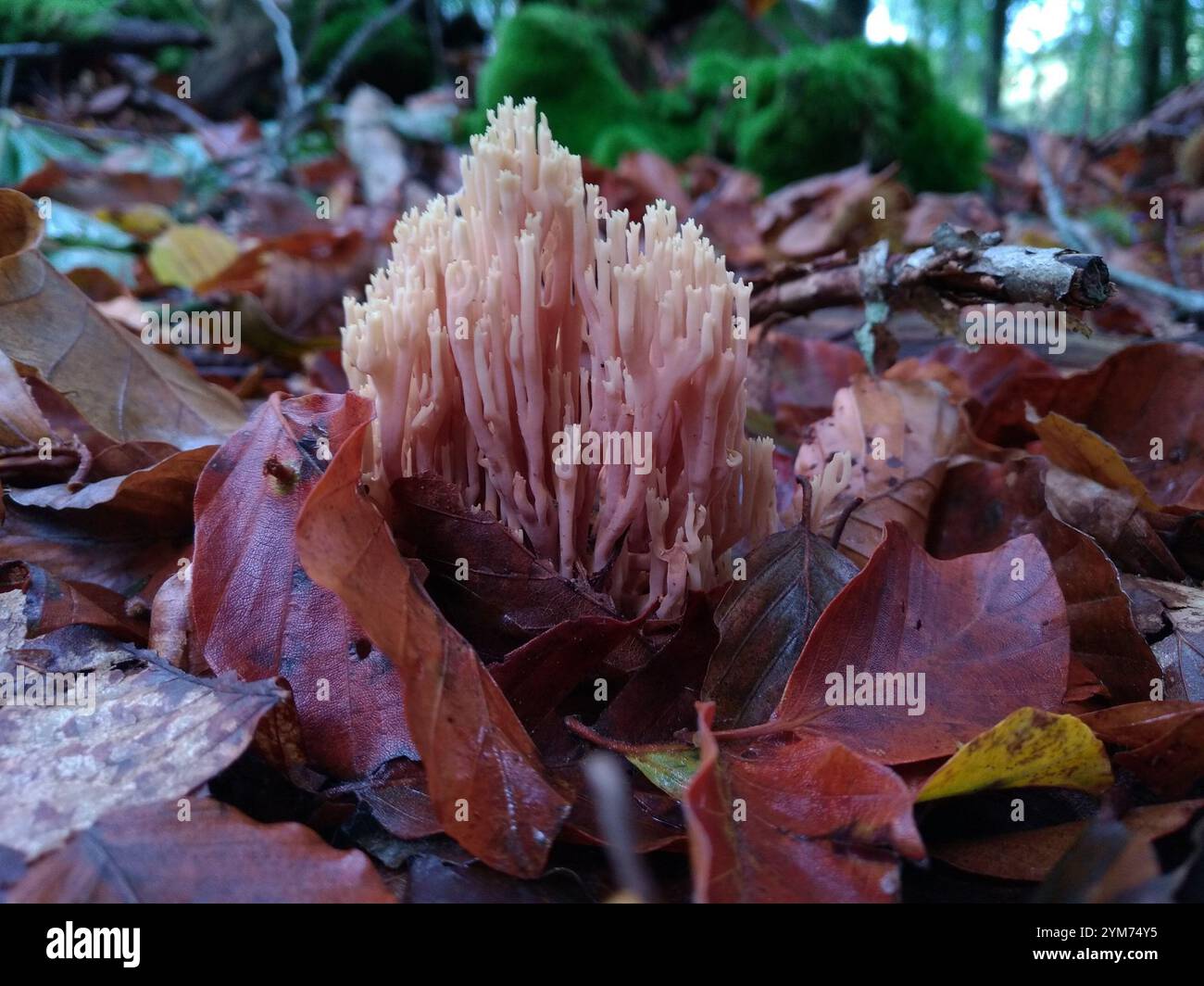 Upright Coral Fungus (Ramaria stricta Stock Photo - Alamy