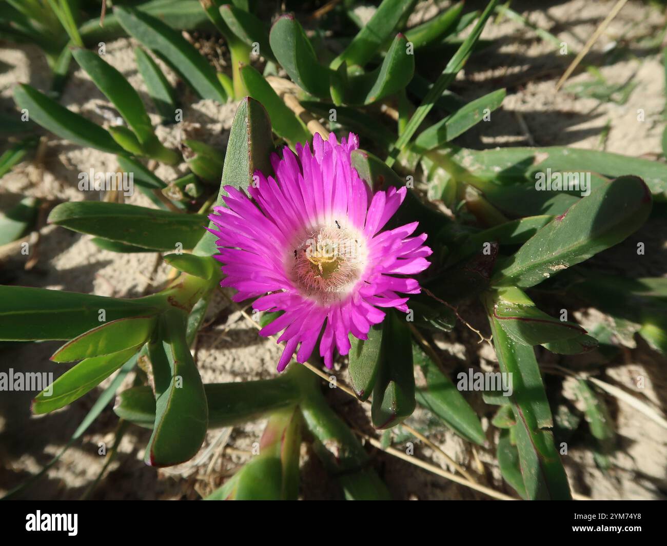 Australian Pig Face (Carpobrotus rossii Stock Photo - Alamy