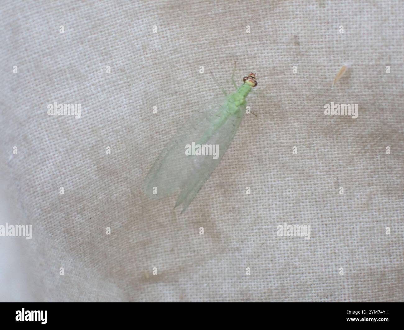 Golden eyed lacewing hi-res stock photography and images - Alamy