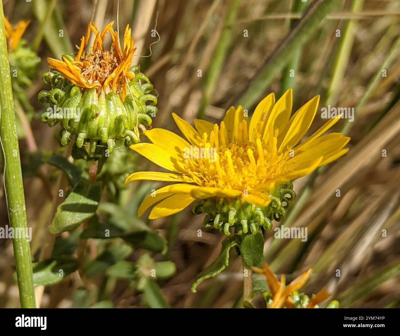 Grindelia squarrosa hi-res stock photography and images - Alamy