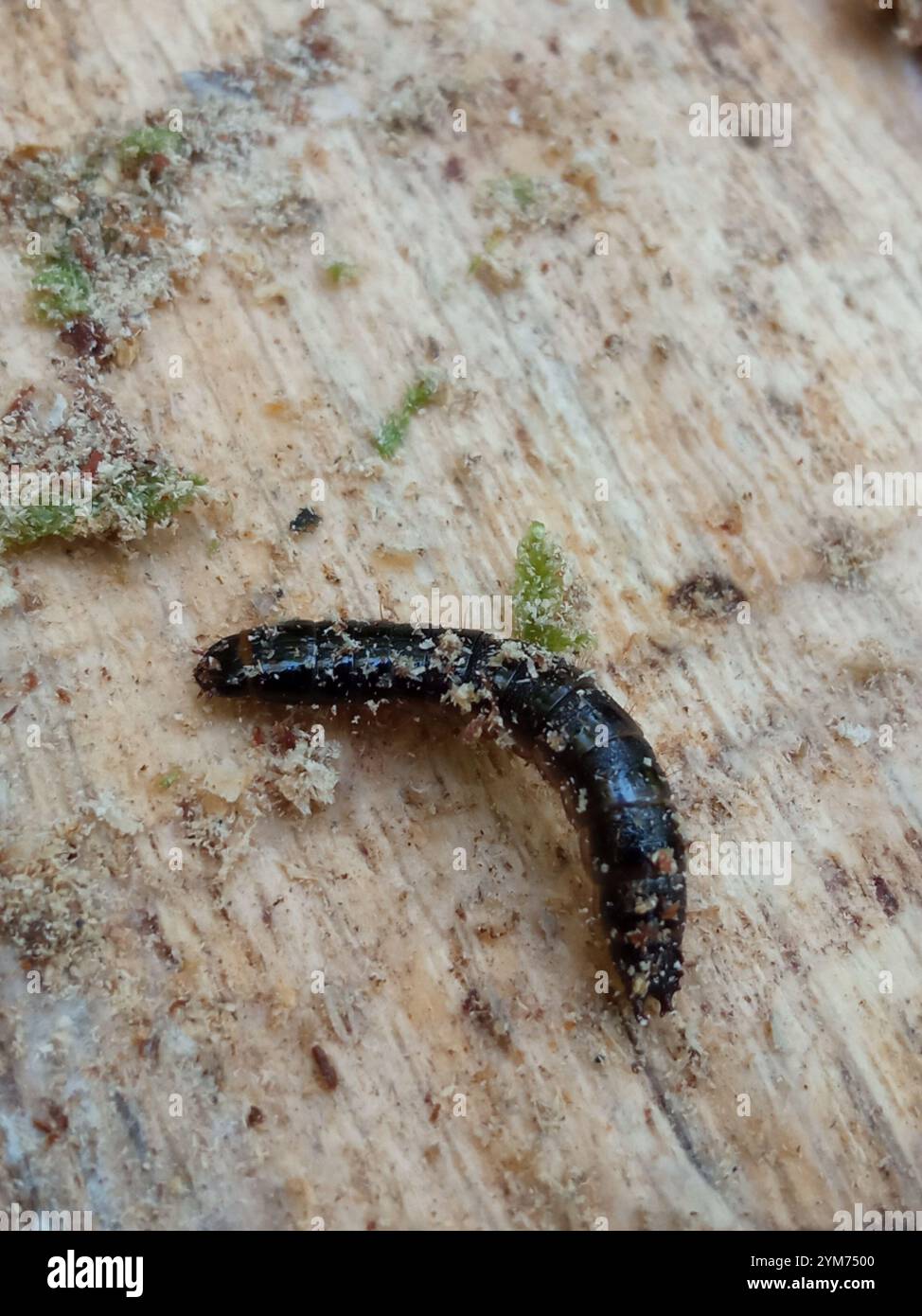 Click Beetles (Elateridae Stock Photo - Alamy