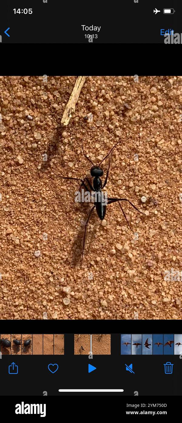 Cataglyphis ants hi-res stock photography and images - Alamy