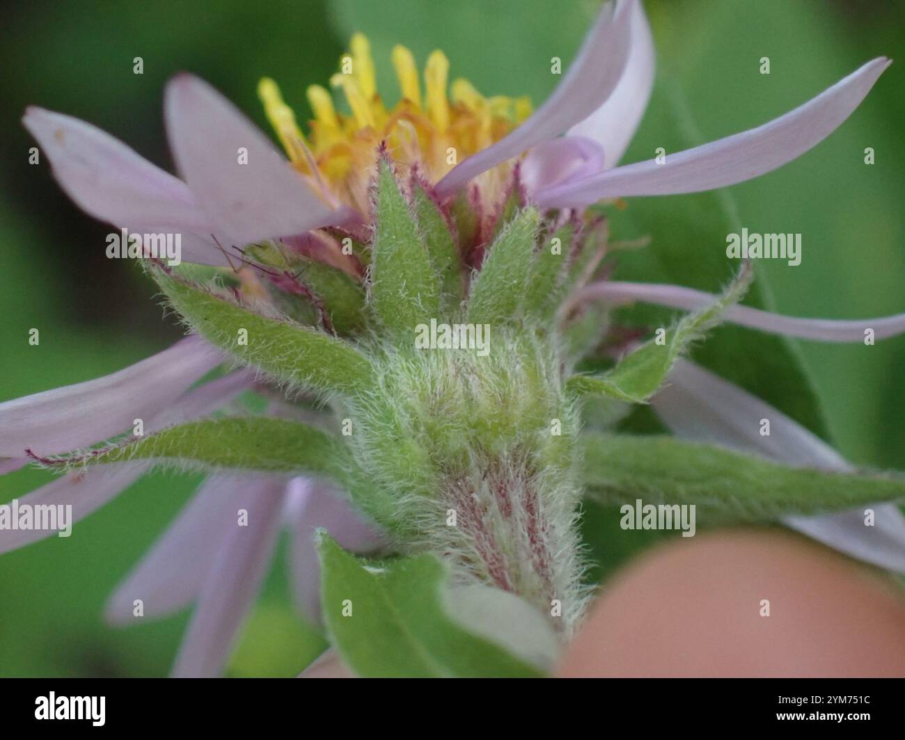 wood asters (Eurybia Stock Photo - Alamy
