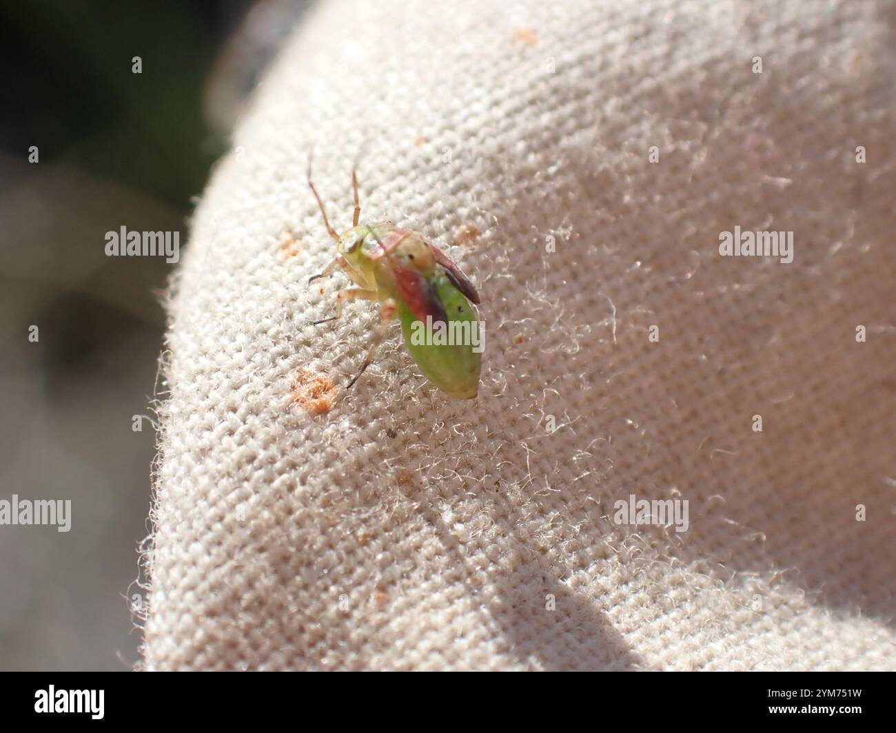True Bugs (Heteroptera Stock Photo - Alamy