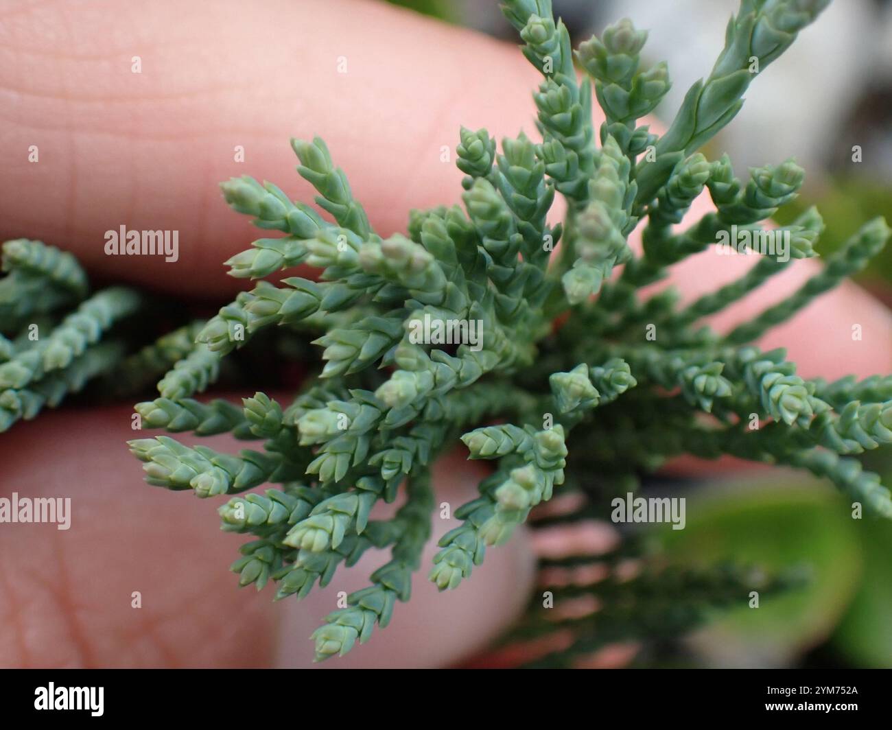 creeping juniper (Juniperus horizontalis Stock Photo - Alamy