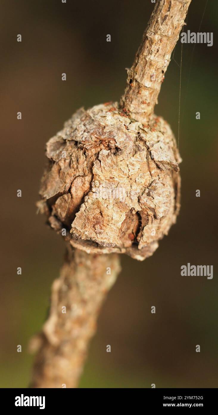 Pine-oak gall rust (Cronartium quercuum Stock Photo - Alamy