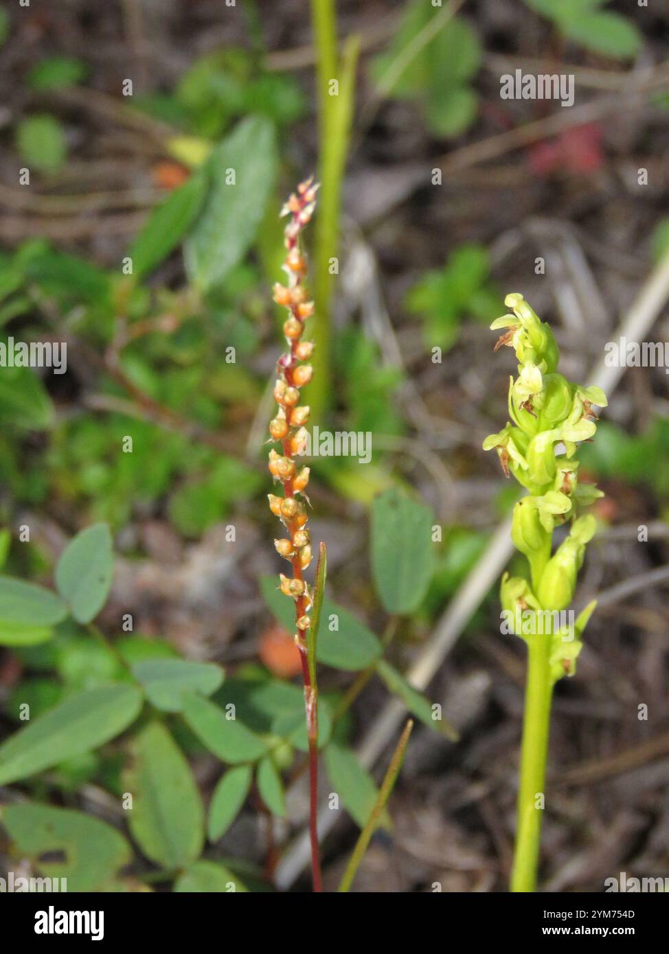 alpine bistort (Bistorta vivipara Stock Photo - Alamy