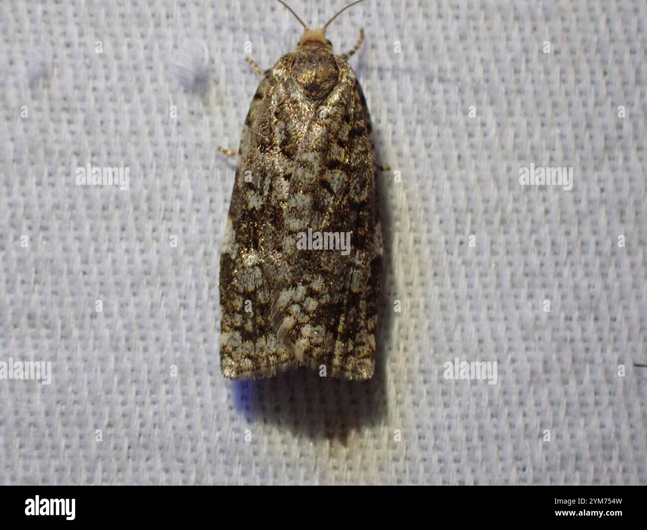 Western Spruce Budworm Moth (Choristoneura occidentalis Stock Photo - Alamy