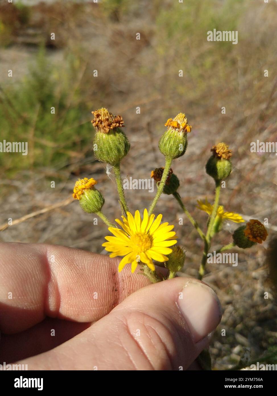 Telegraphweed (Heterotheca grandiflora Stock Photo - Alamy