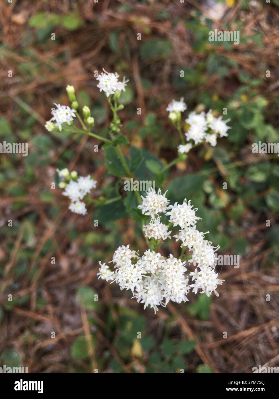 smaller white snakeroot (Ageratina aromatica Stock Photo - Alamy