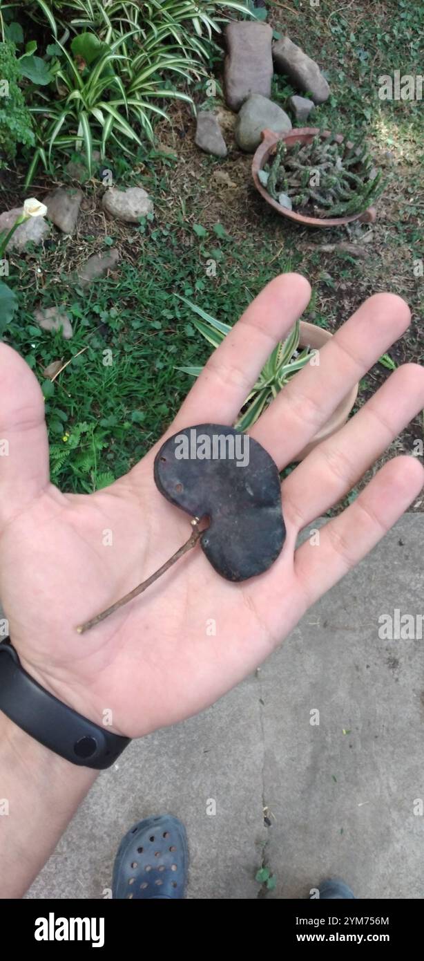 Pacara Earpod Tree (Enterolobium contortisiliquum Stock Photo - Alamy