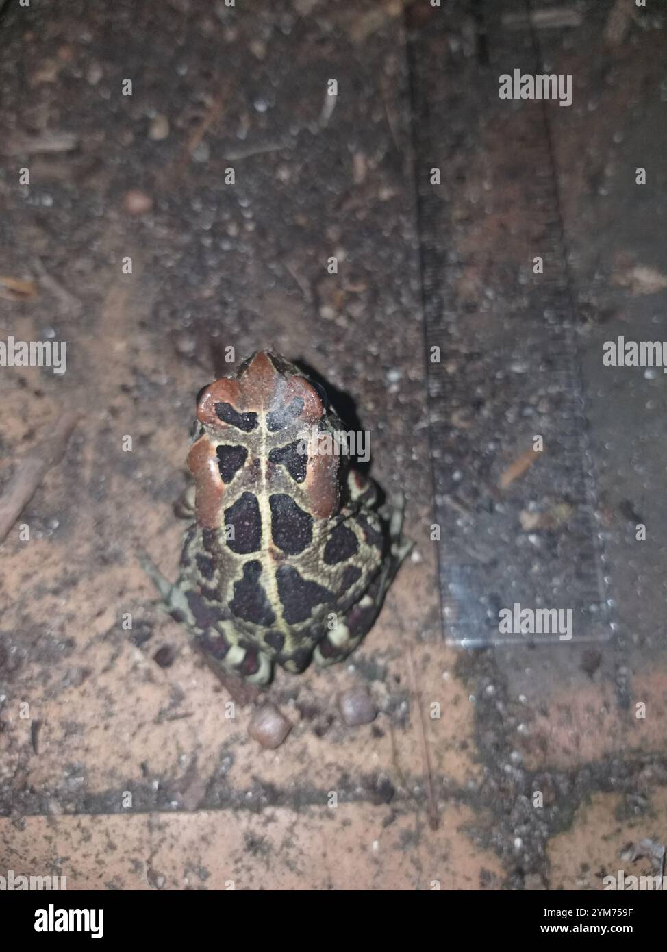 Western Leopard Toad (Sclerophrys pantherina Stock Photo - Alamy
