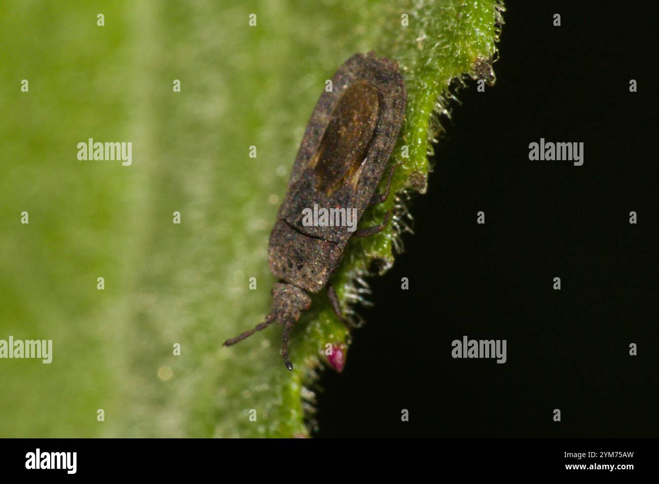 Flat Bugs (Aradidae Stock Photo - Alamy