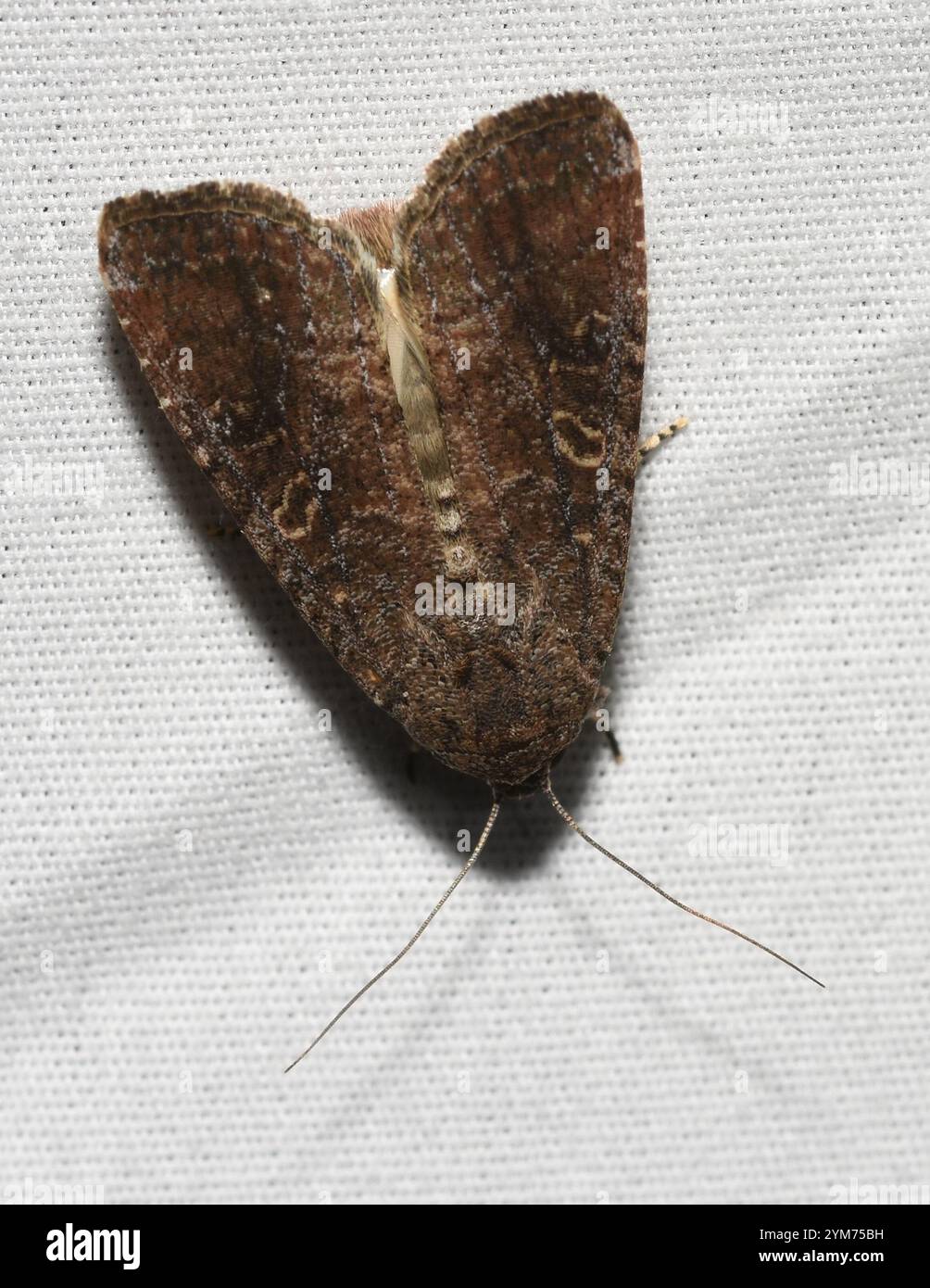 Fall Armyworm Moth (Spodoptera frugiperda Stock Photo - Alamy