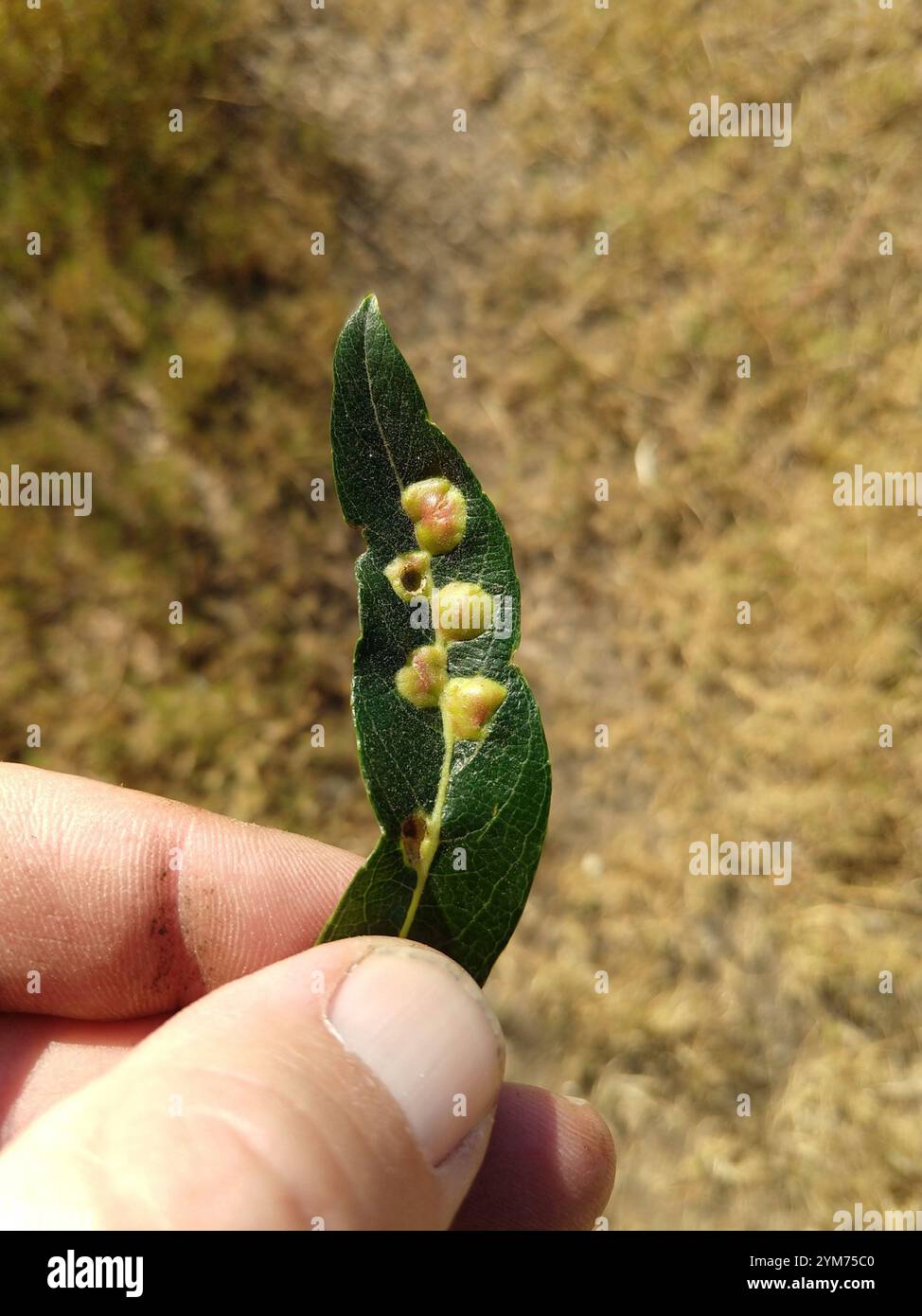 Willow Apple Gall Sawfly (Euura californica Stock Photo - Alamy