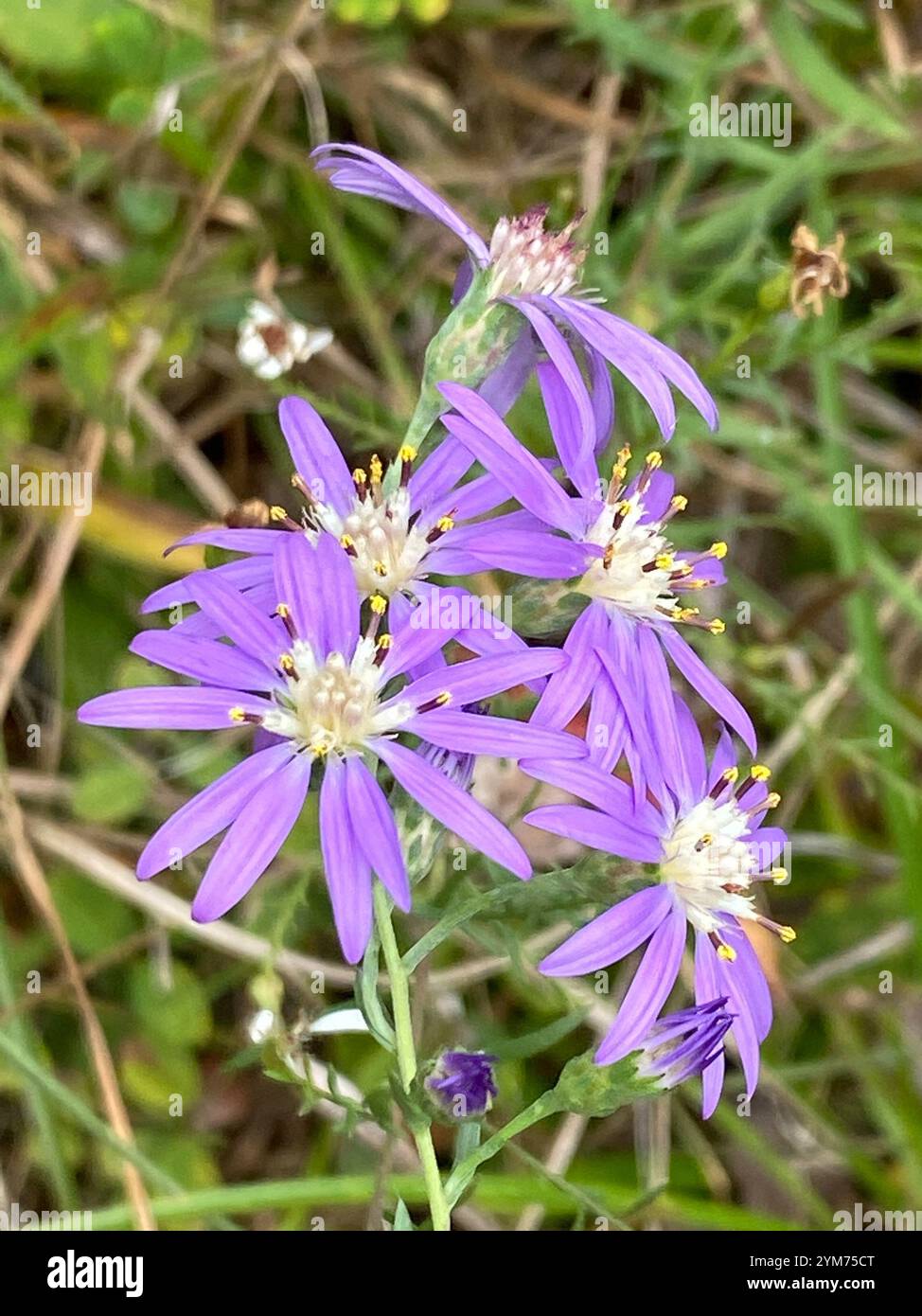 Eastern Silver Aster (Symphyotrichum concolor Stock Photo - Alamy