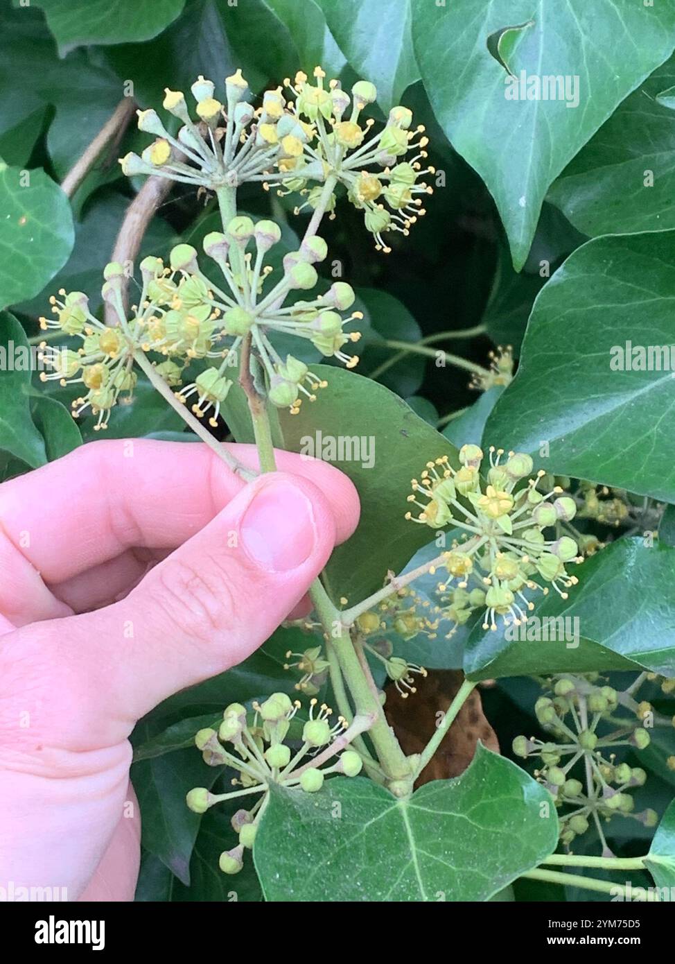 Atlantic Ivy (Hedera hibernica Stock Photo - Alamy