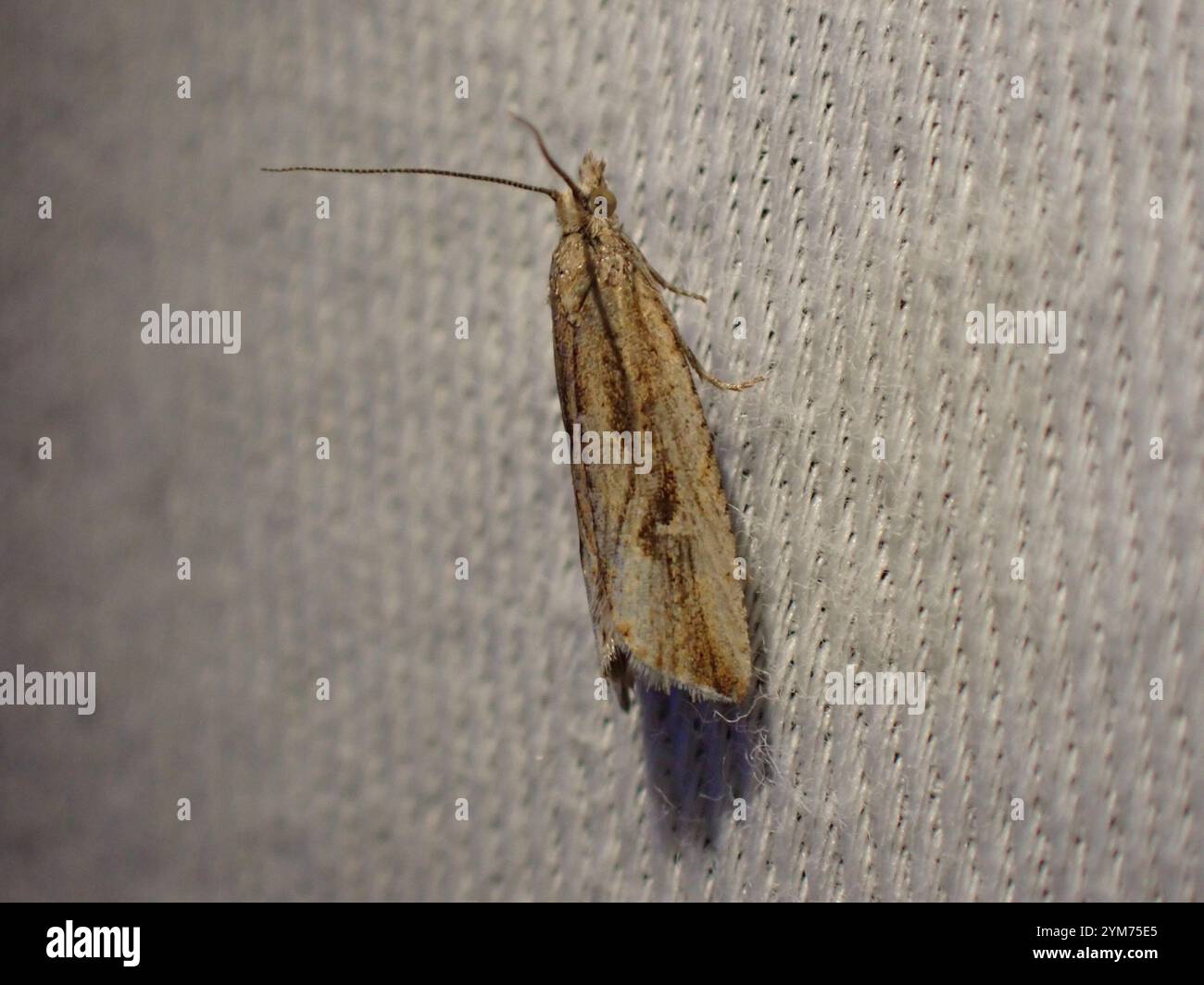 Tortricid Leafroller Moths (Tortricidae Stock Photo - Alamy
