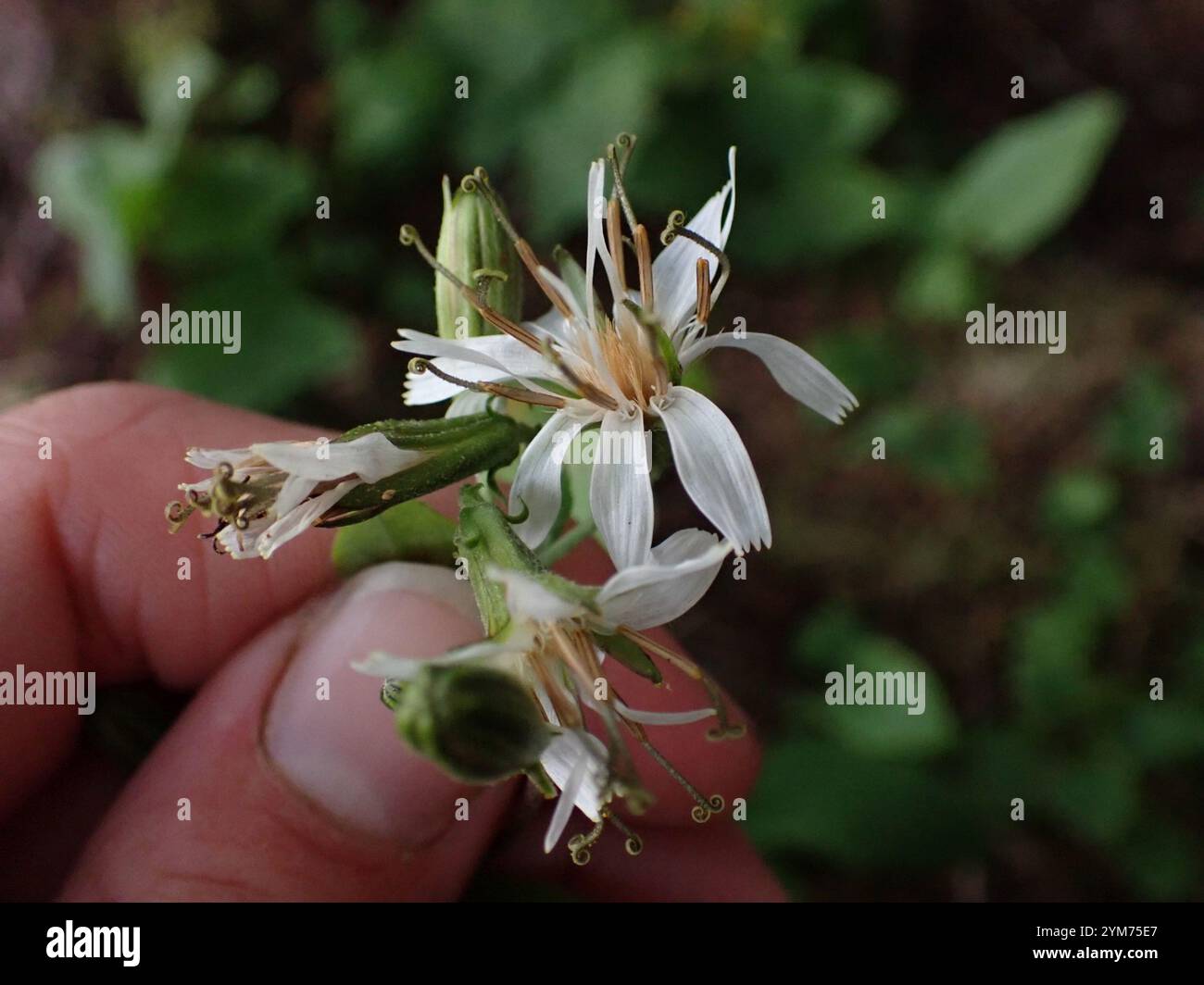 western rattlesnake root (Nabalus alatus Stock Photo - Alamy