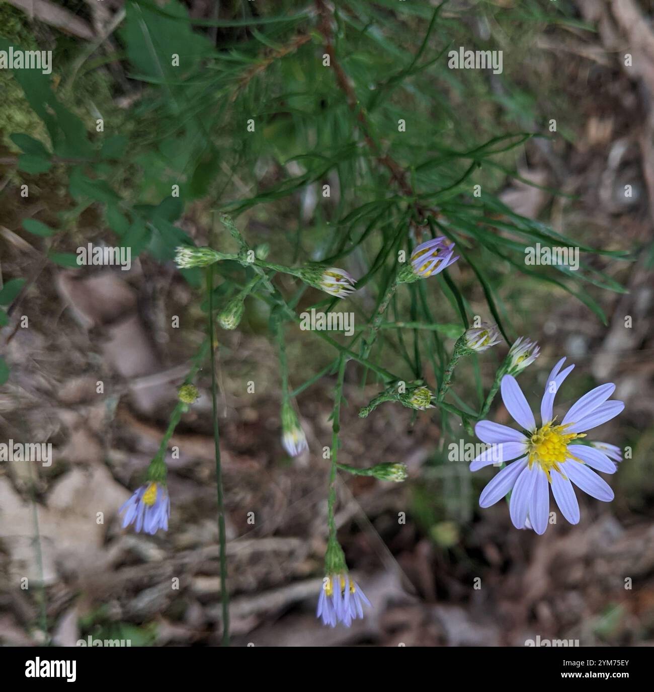 American asters (Symphyotrichum Stock Photo - Alamy