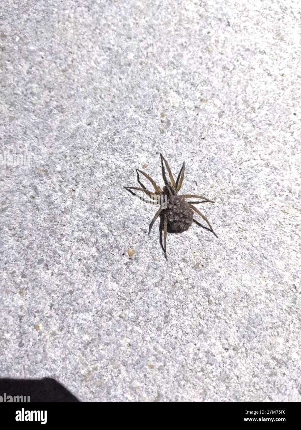 Wolf Spiders (Lycosidae Stock Photo - Alamy