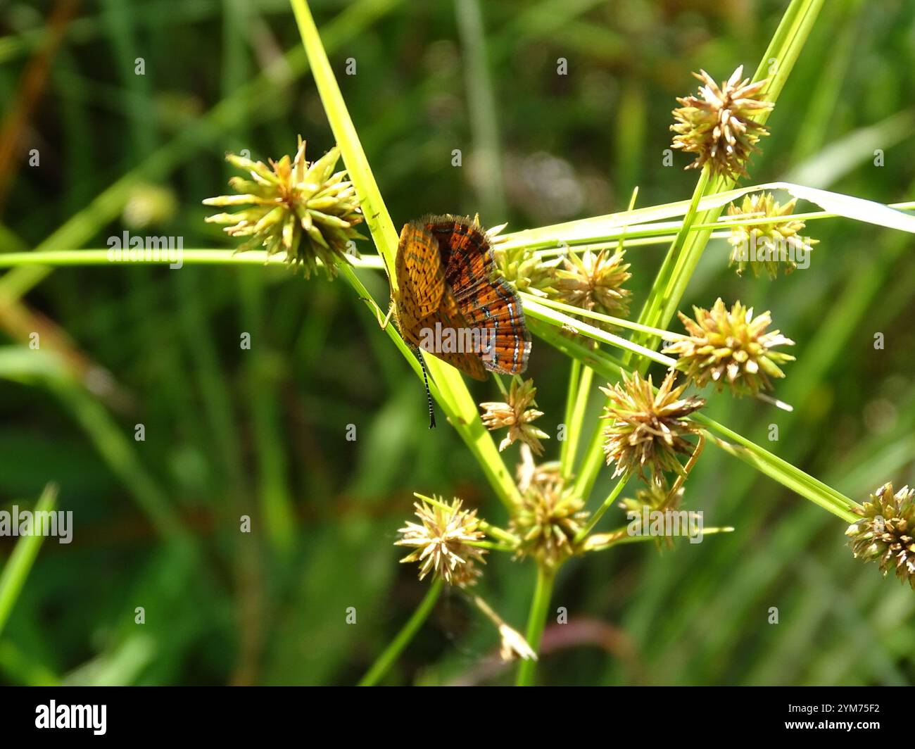 Little Metalmark (Calephelis virginiensis Stock Photo - Alamy