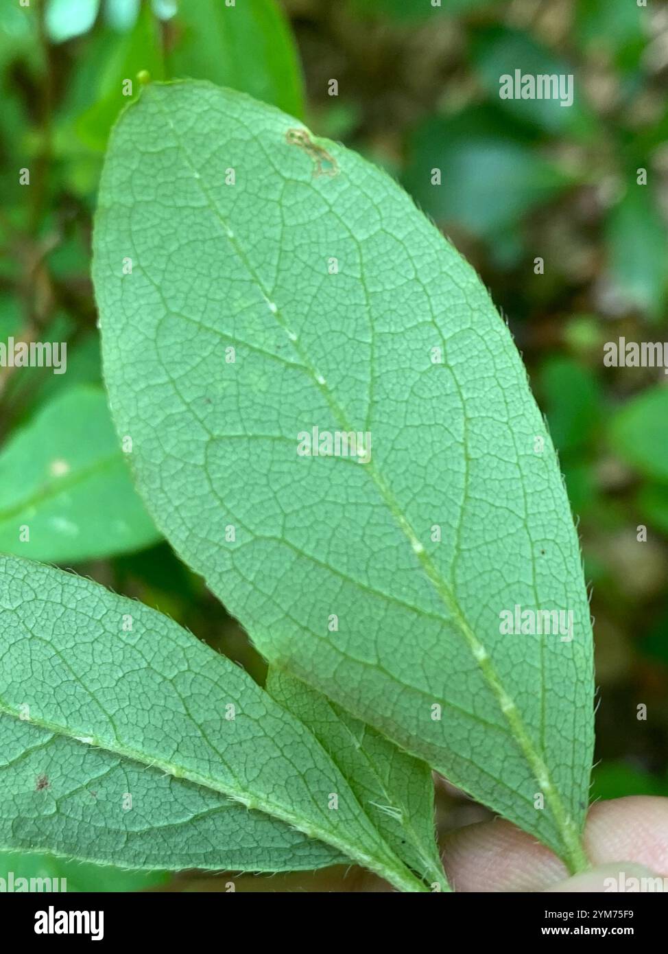 minniebush (Rhododendron pilosum Stock Photo - Alamy