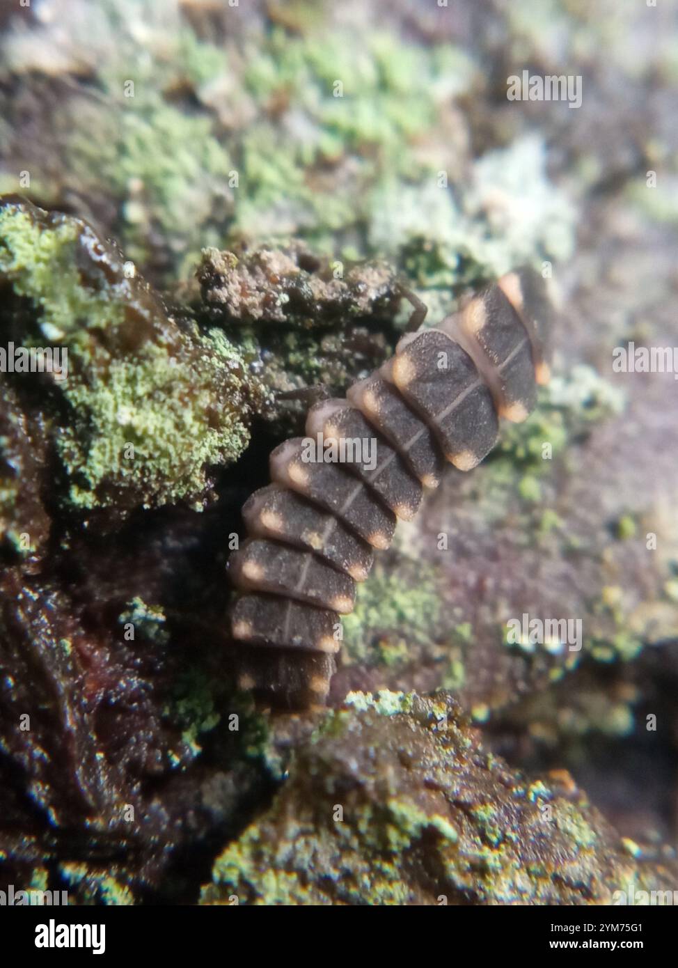 European Glow-worm (Lampyris noctiluca Stock Photo - Alamy