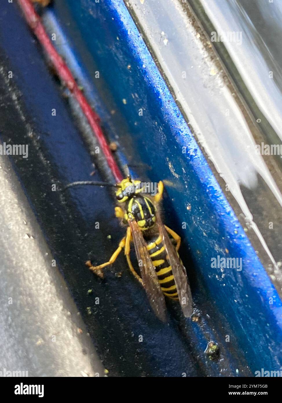 Southern Yellowjacket (Vespula squamosa Stock Photo - Alamy