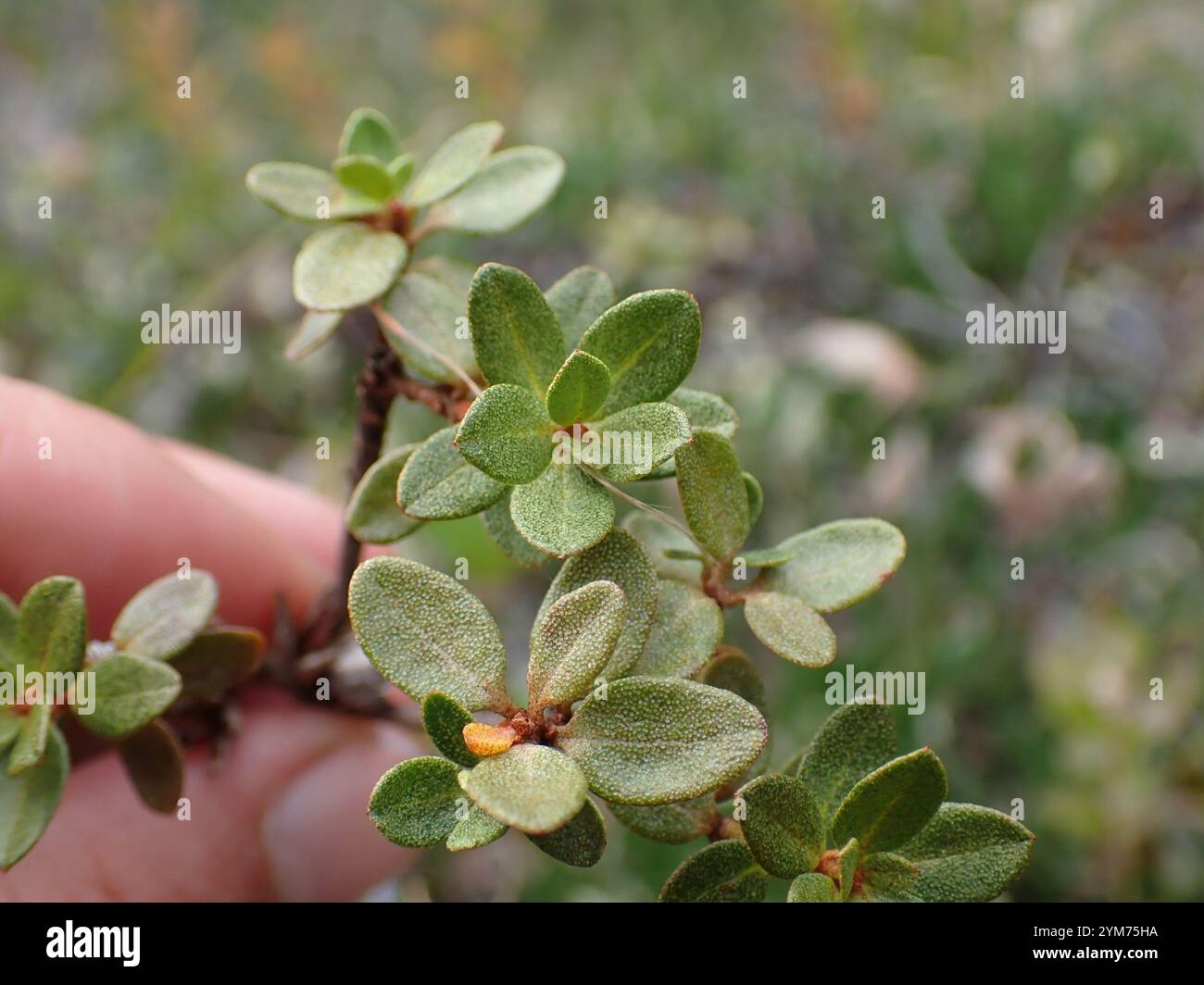 Rhododendron lapponicum hi-res stock photography and images - Alamy