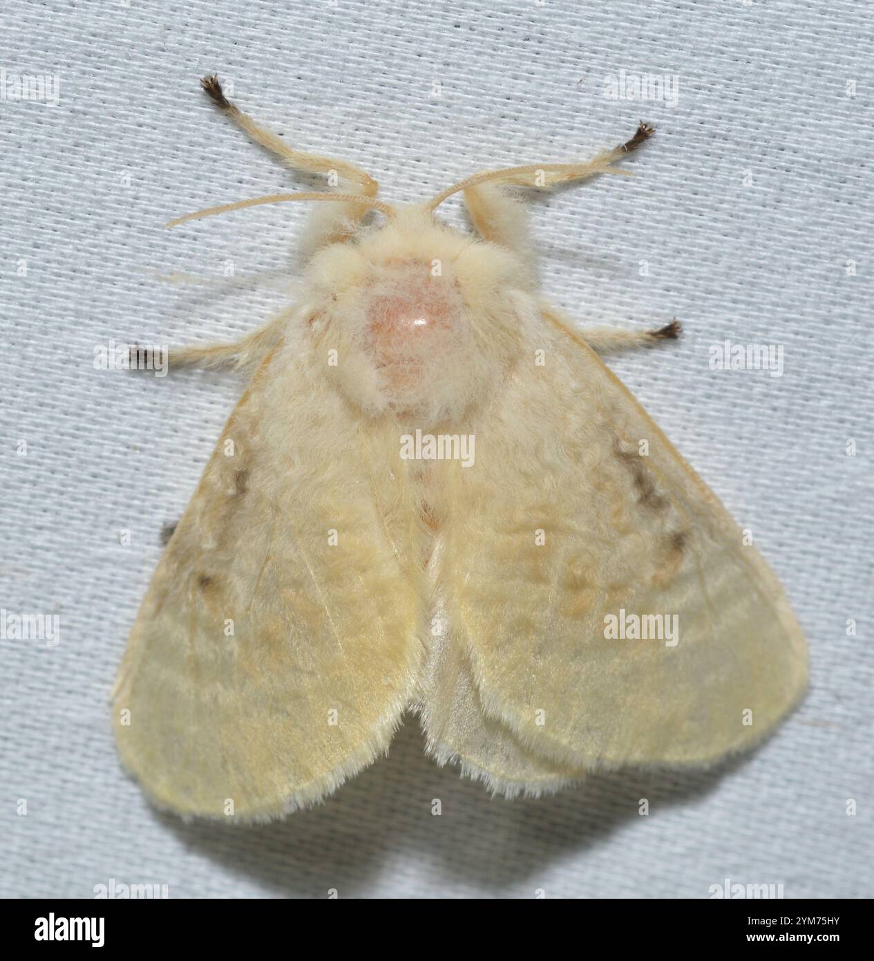Black-waved Flannel Moth (Megalopyge crispata Stock Photo - Alamy